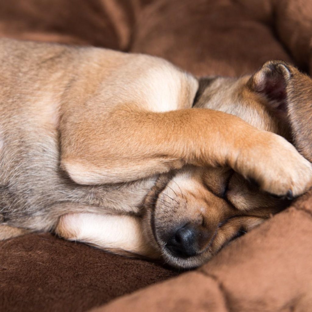 Behandlinger - Dyreklinikken Tertnes